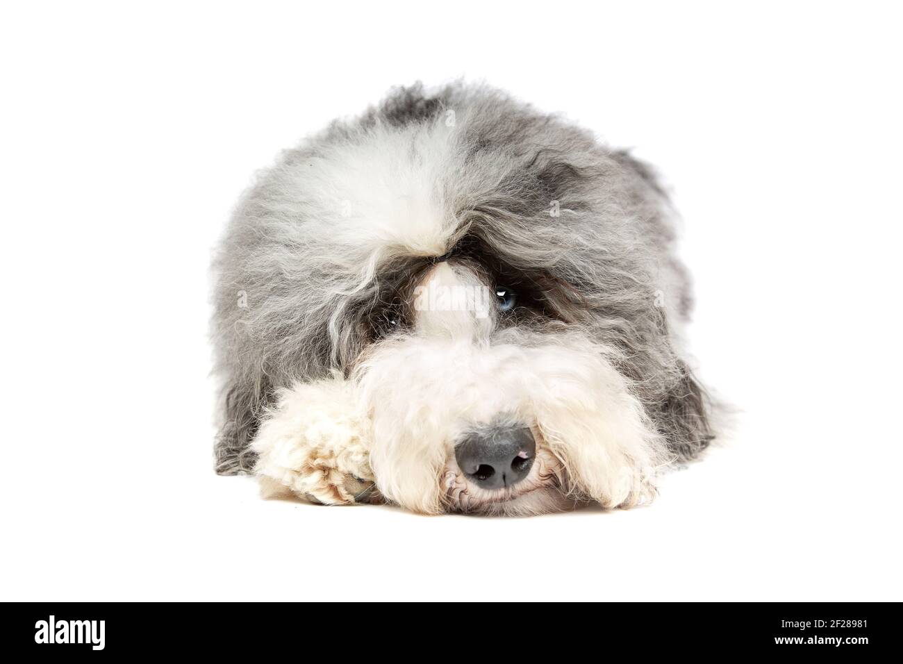 Sheepadoodle dog isolated on white Stock Photo - Alamy