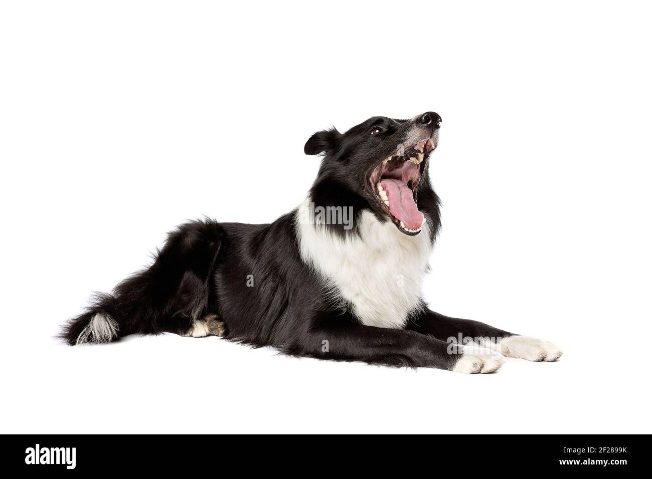 Border collie sheepdog isolated on white Stock Photo - Alamy