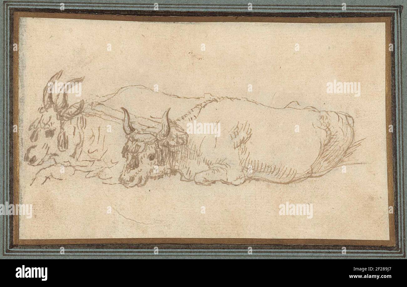 Two lying buffalo under a yoke tensioned; Studies of animals from the ...