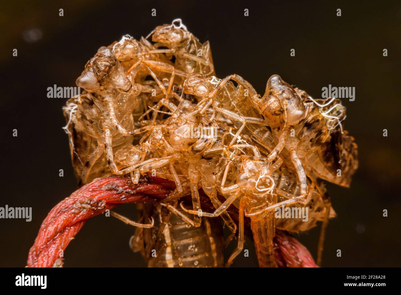 Development cycle of fly hi-res stock photography and images - Alamy