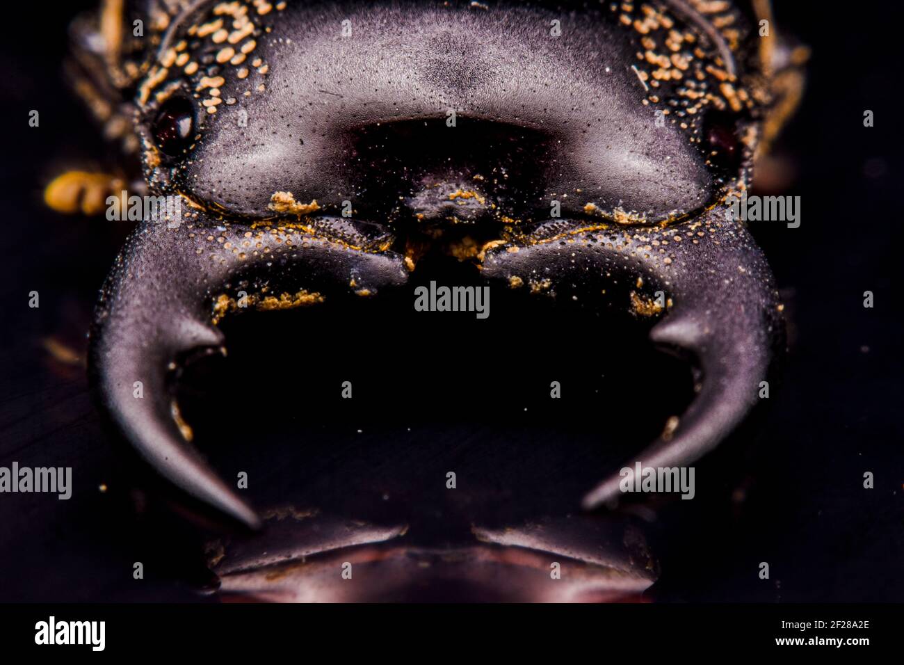 Close up of stag beetle face on black background Stock Photo - Alamy