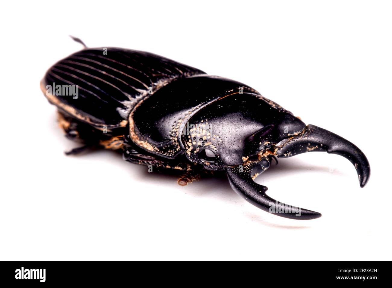 Stag beetle pupa Cut Out Stock Images & Pictures - Alamy