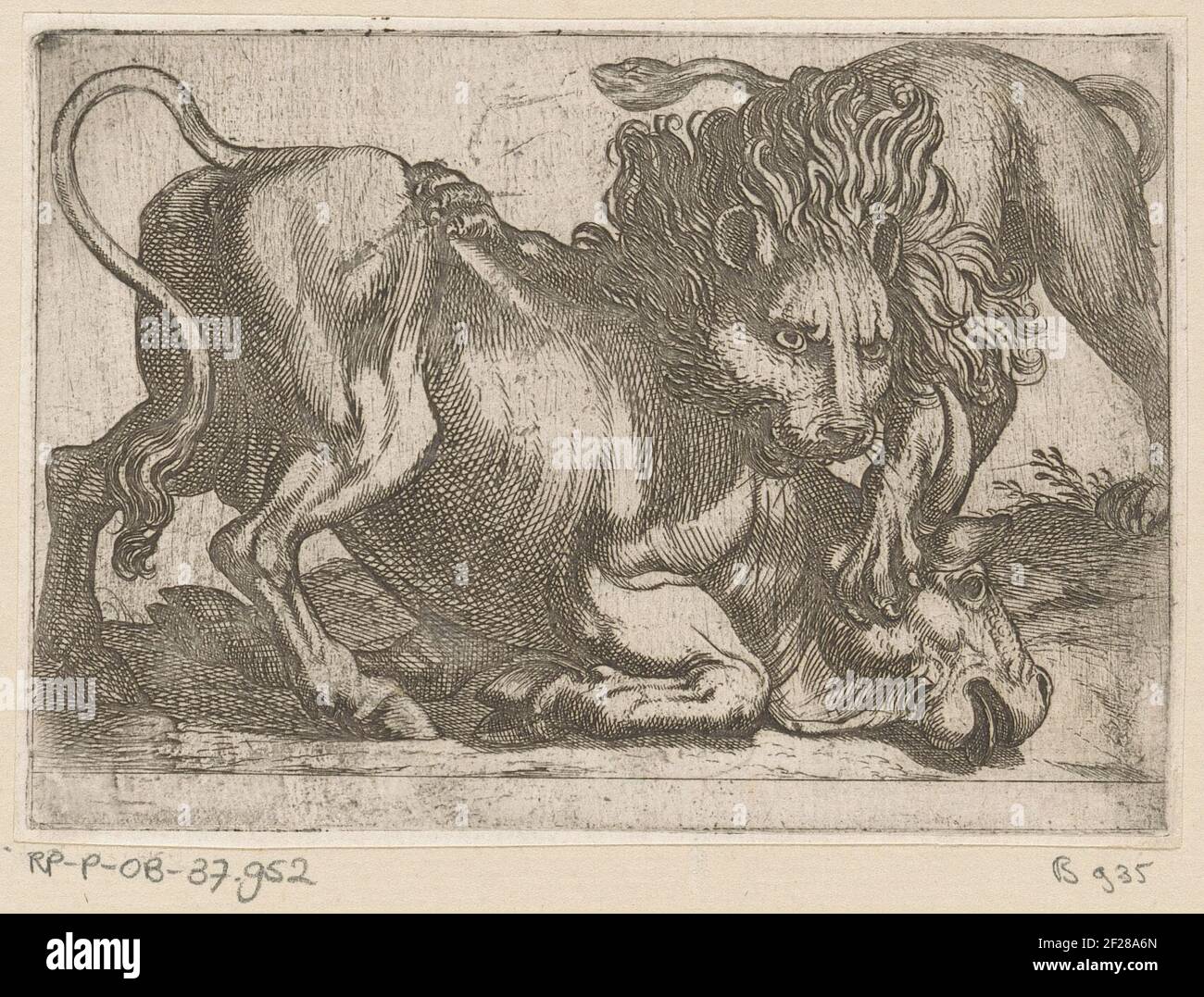 A lion attacking a bull; Fighting animals Stock Photo - Alamy