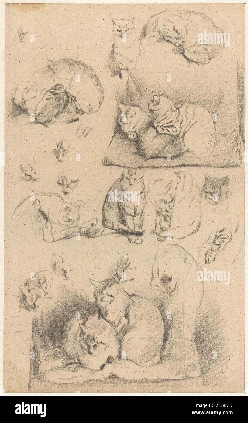 Studies of cats Stock Photo - Alamy