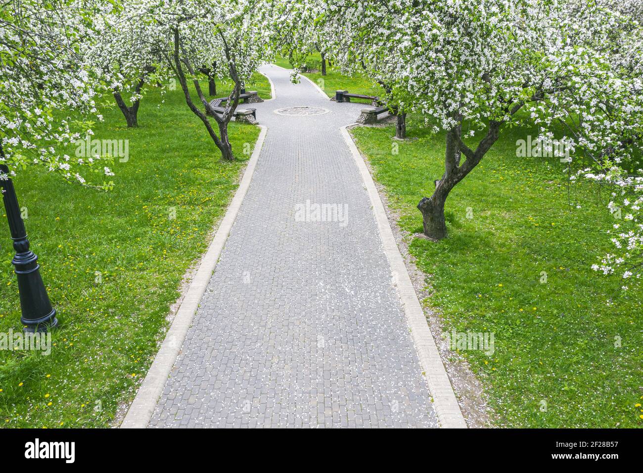 spring park landscape. footpath with park benches among blossoming ...