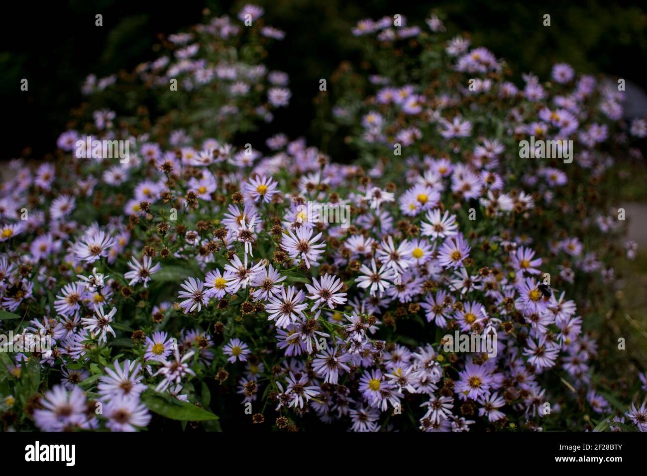 Autumn Aster in garden. Undersized varieties. Small garden Astra ...