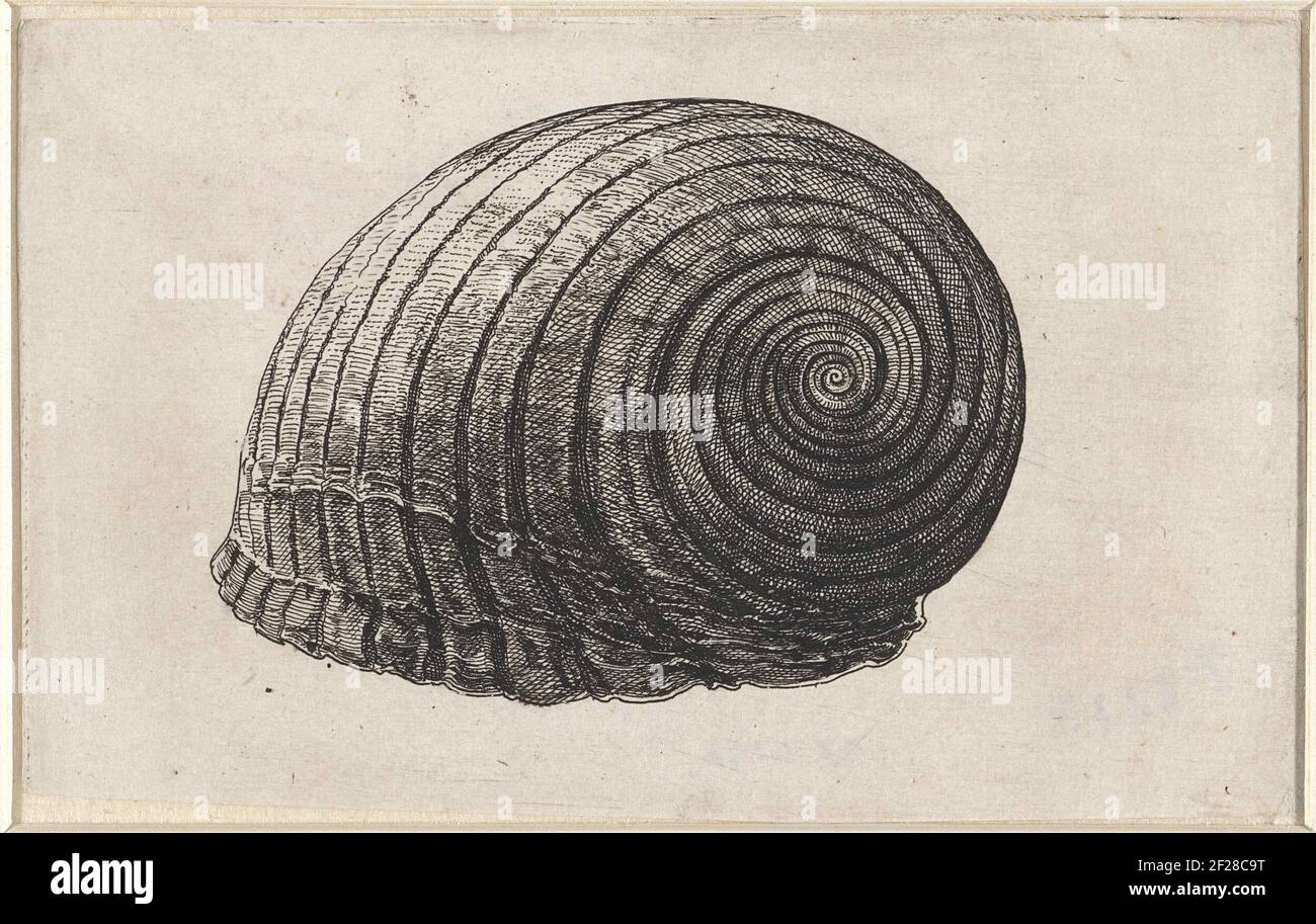 Shell, tonna galea; Shells Stock Photo - Alamy