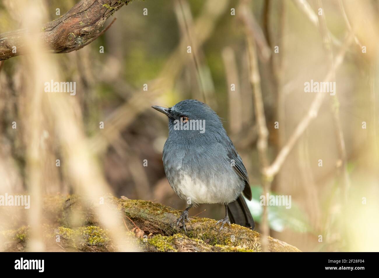 White bellied blue robin hi-res stock photography and images - Alamy