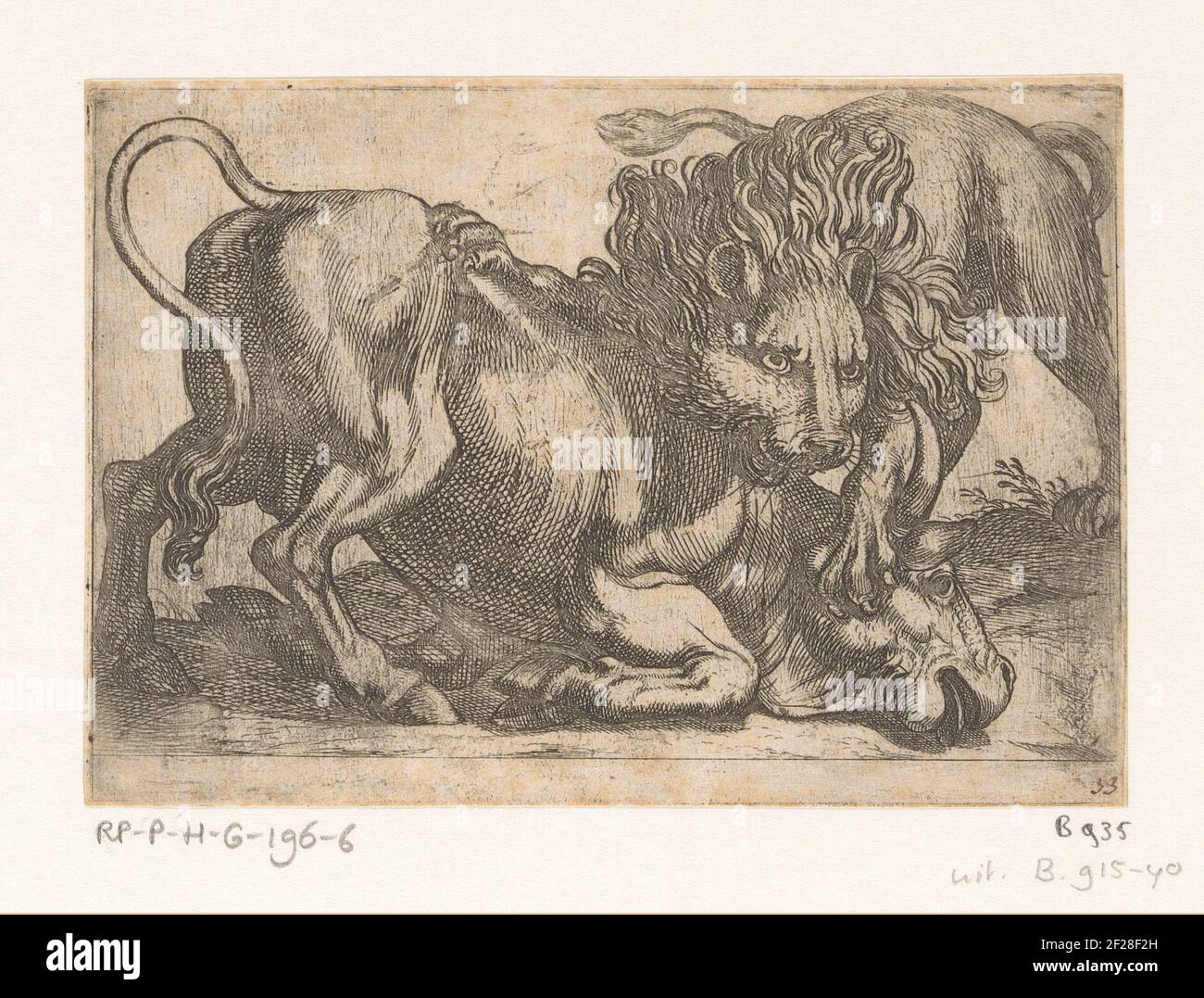 A lion attacking a bull; Fighting animals Stock Photo - Alamy
