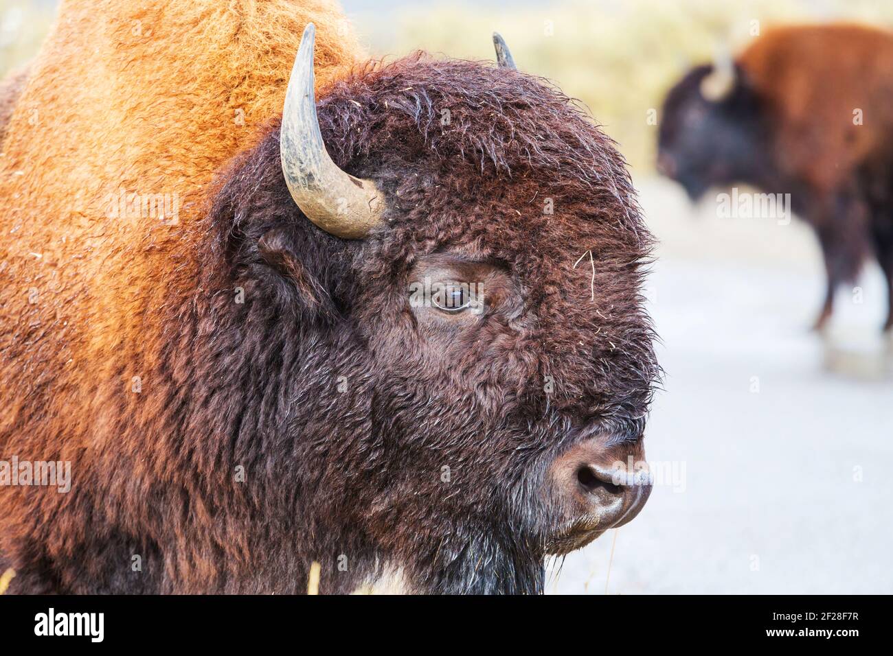 Buffalo Horn Native American High Resolution Stock Photography and ...