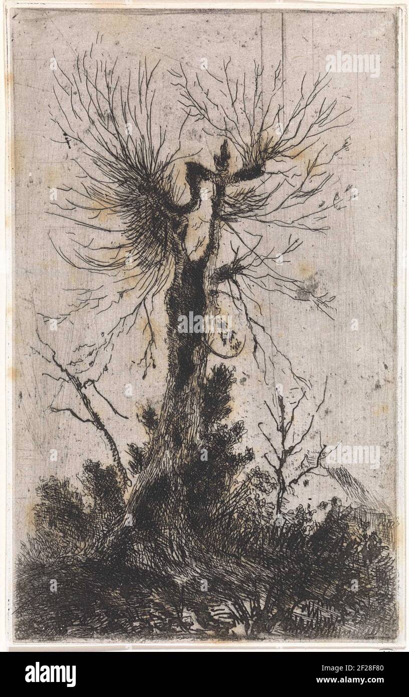 Tree study Stock Photo - Alamy