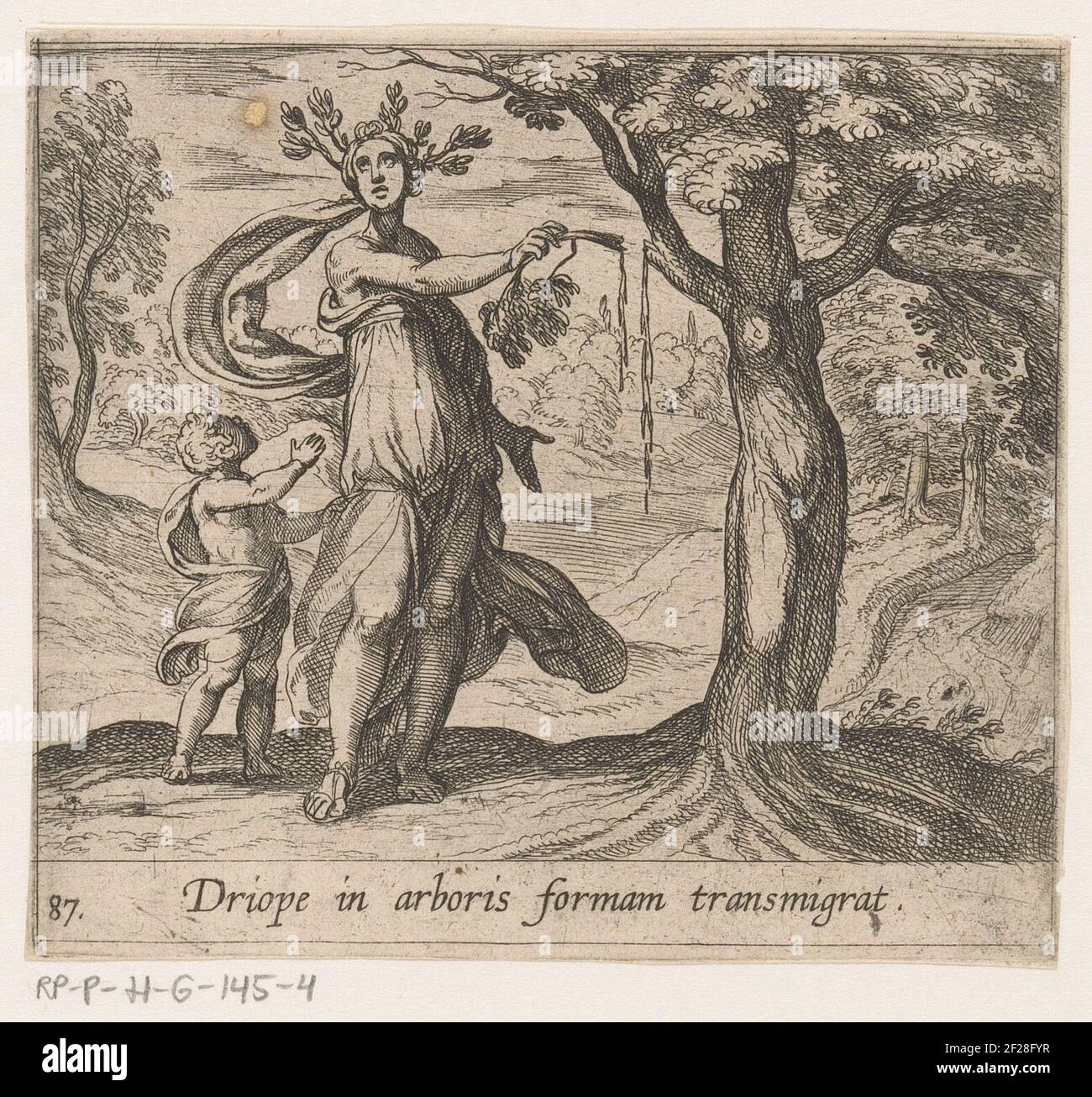 Dryope changed to a lotus tree; DRIOPE in Arboris Formam Tranmigrat ...