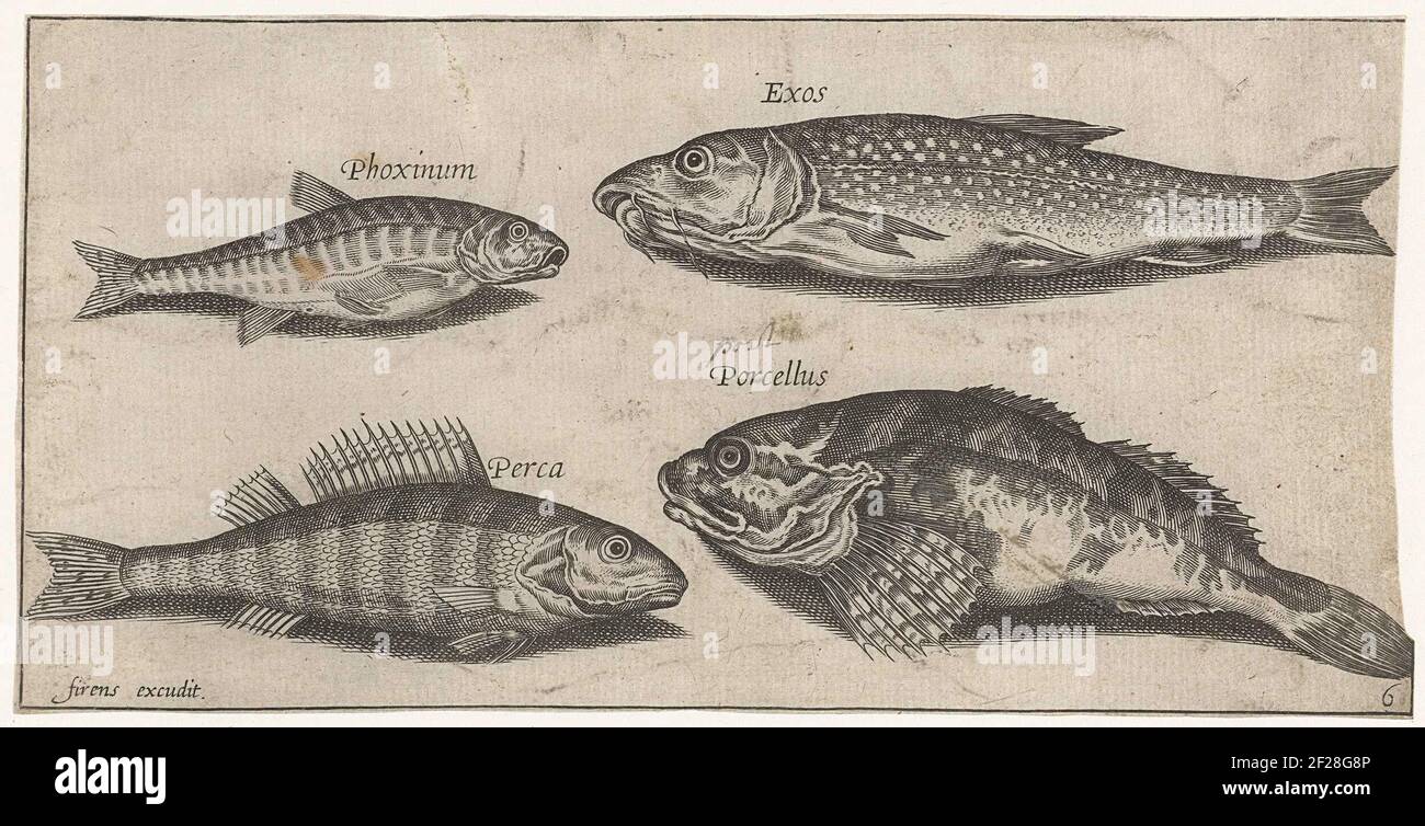 Carp, Elrits, catfish and a perch; Fishing; PiscIVM Vivae icones Stock ...