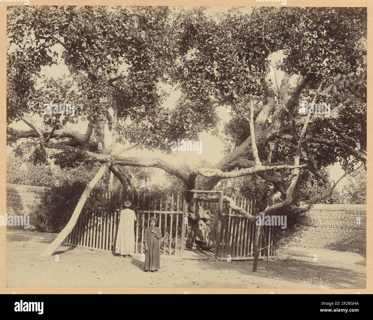 Tree of the Holy Virgin Mary; E 44. Tree including the Holy Family ...