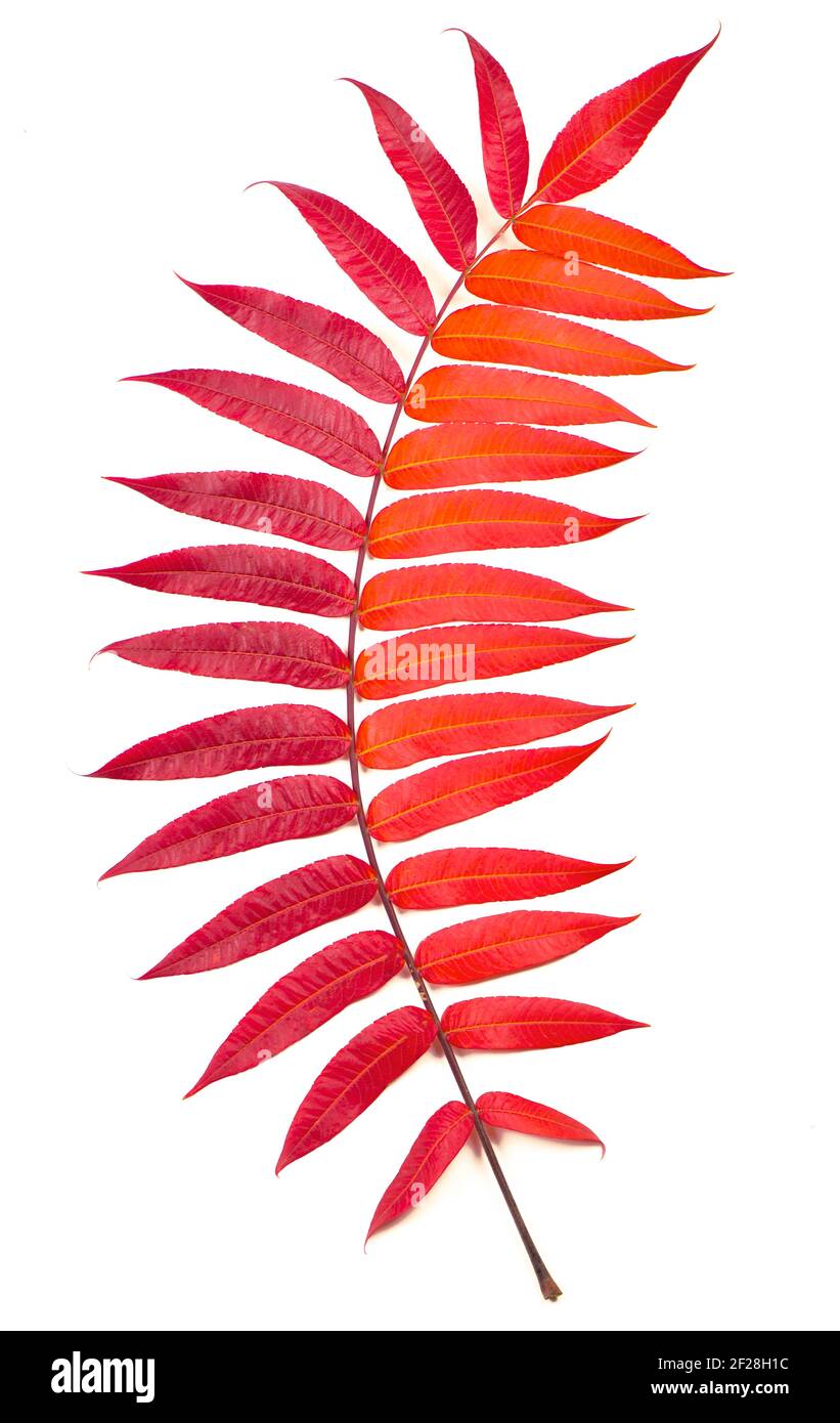 Single bright multi-colored leaf , close-up, isolated on a white ...