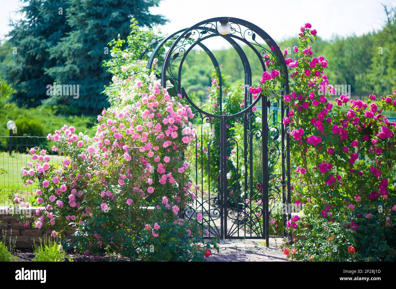 Beautiful pink climbing roses in spring in the garden Stock Photo - Alamy