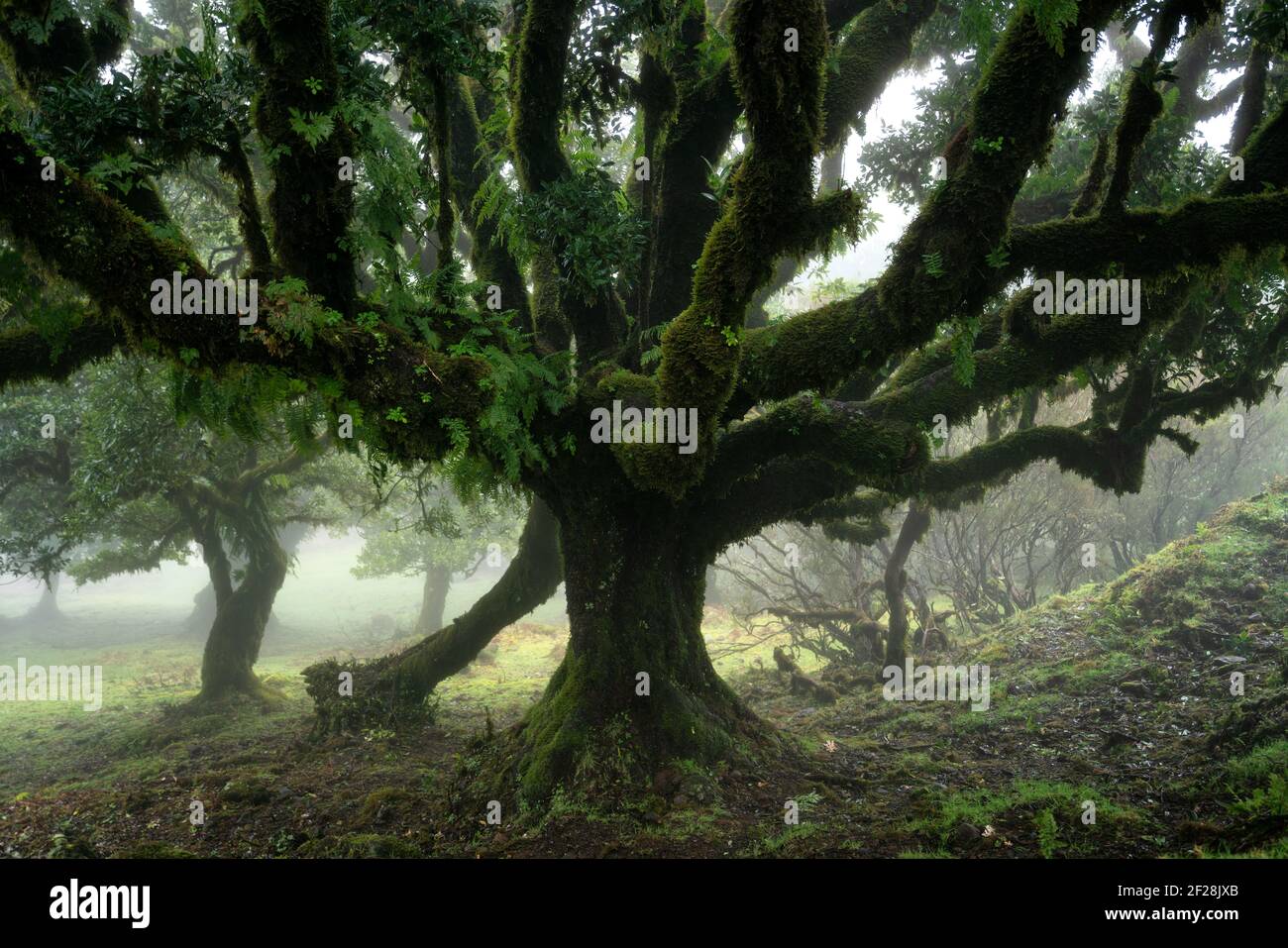 Portuguese laurel hi-res stock photography and images - Alamy