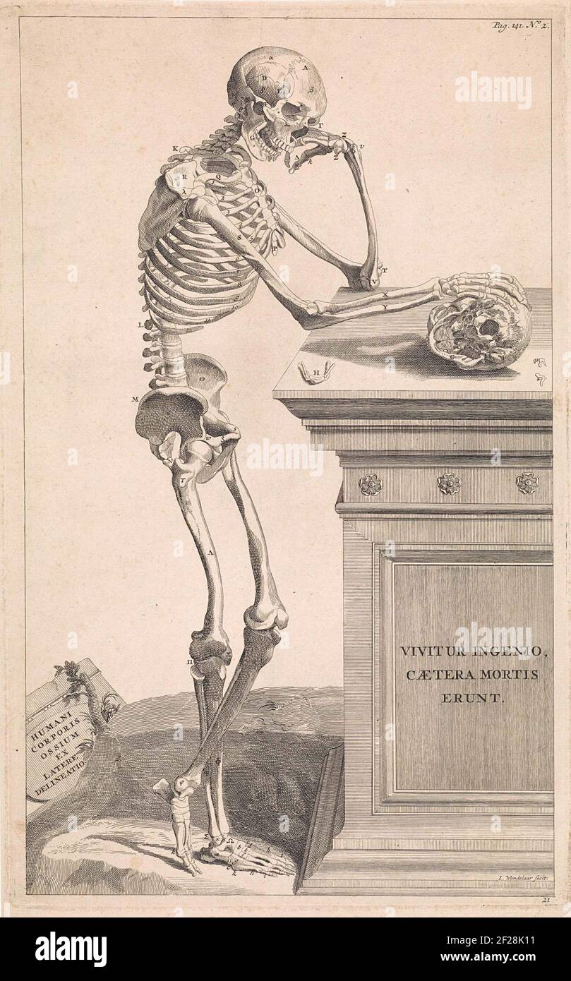 Skeleton Left Hand Side View