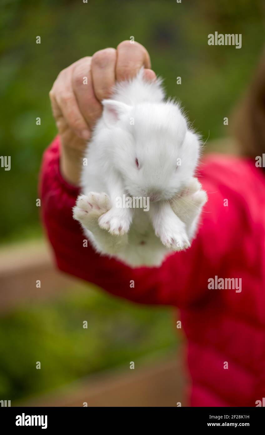 Beautiful white, fluffy baby rabbit in green grass Stock Photo - Alamy