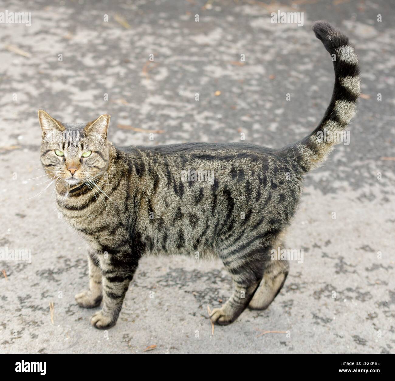 Domestic Cat Meowing Stock Photo - Alamy