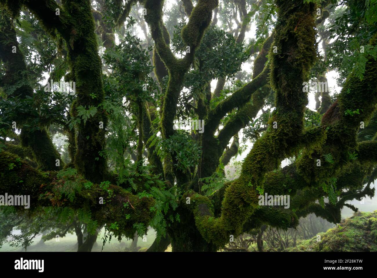 Portuguese laurel hi-res stock photography and images - Alamy