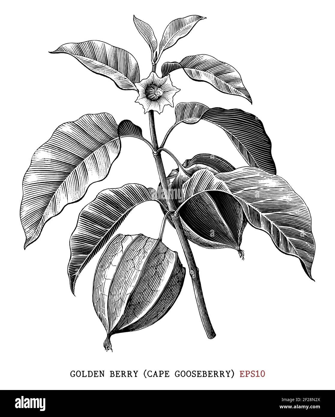 Golden Berry hand draw engraving vintage style black and white clip art ...