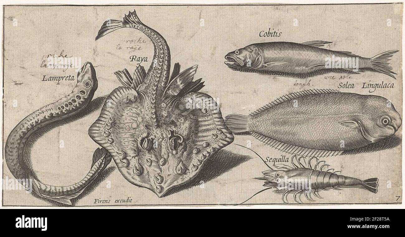 Piscium vivae icones hi-res stock photography and images - Alamy