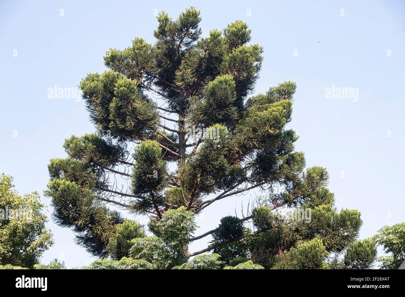 Upward view of branches of tall fir tree Stock Photo - Alamy