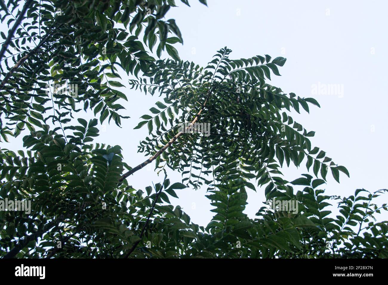 Curry leaf tree hi-res stock photography and images - Alamy