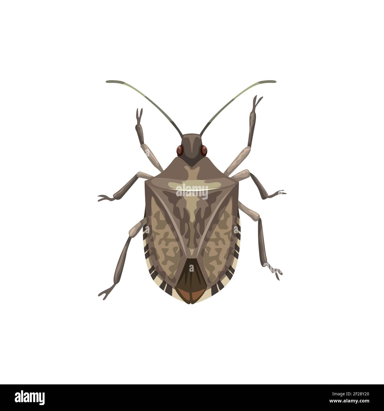 Shield bug icon, pest control insects extermination and disinsection ...