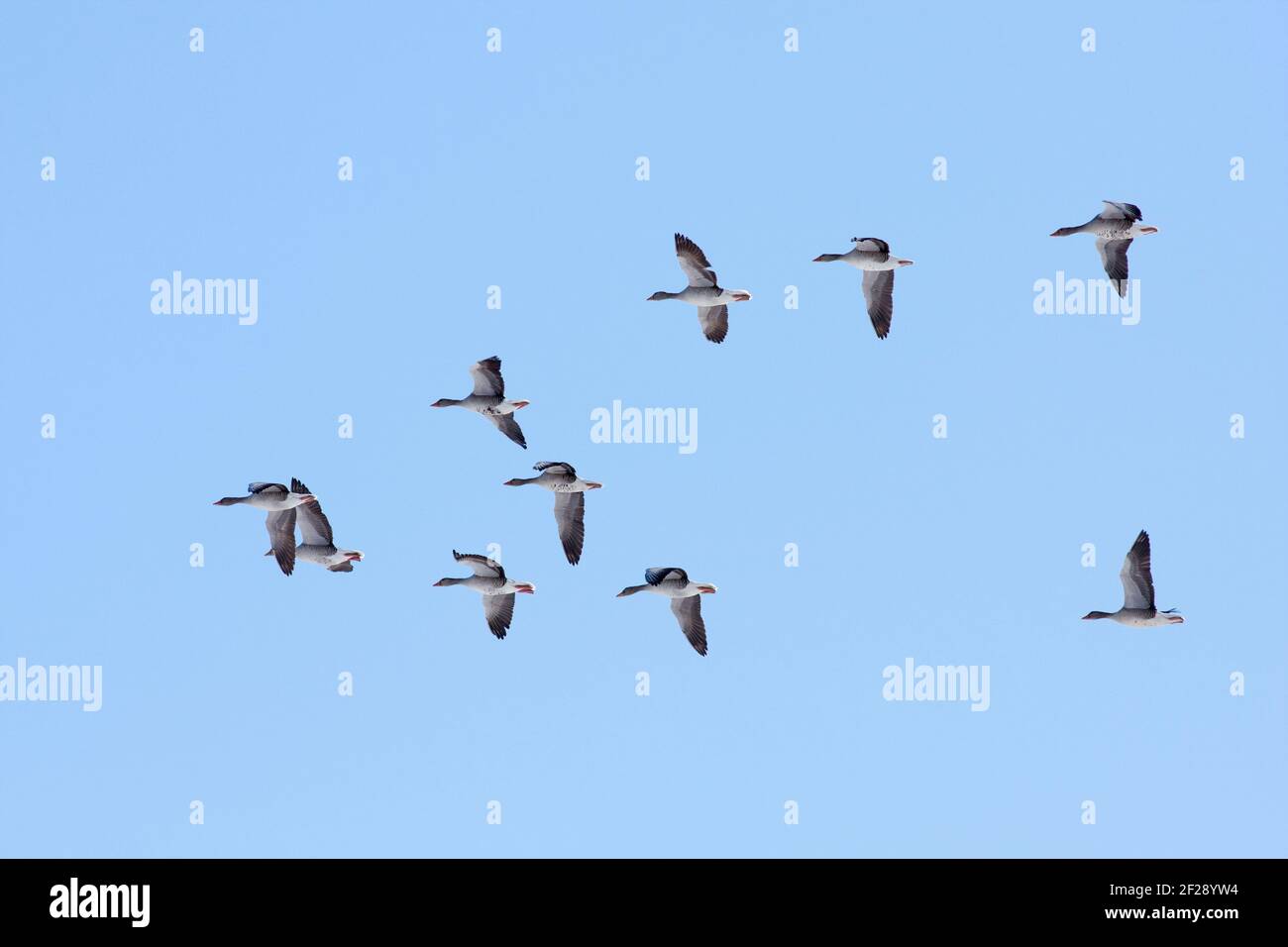 Eurasian goose species hi-res stock photography and images - Alamy