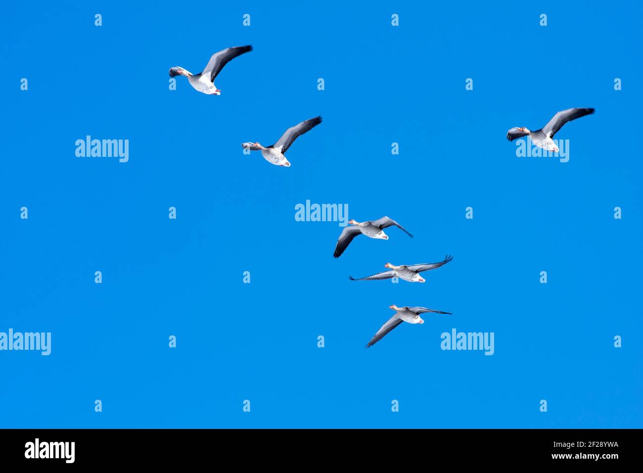 Eurasian goose species hi-res stock photography and images - Alamy