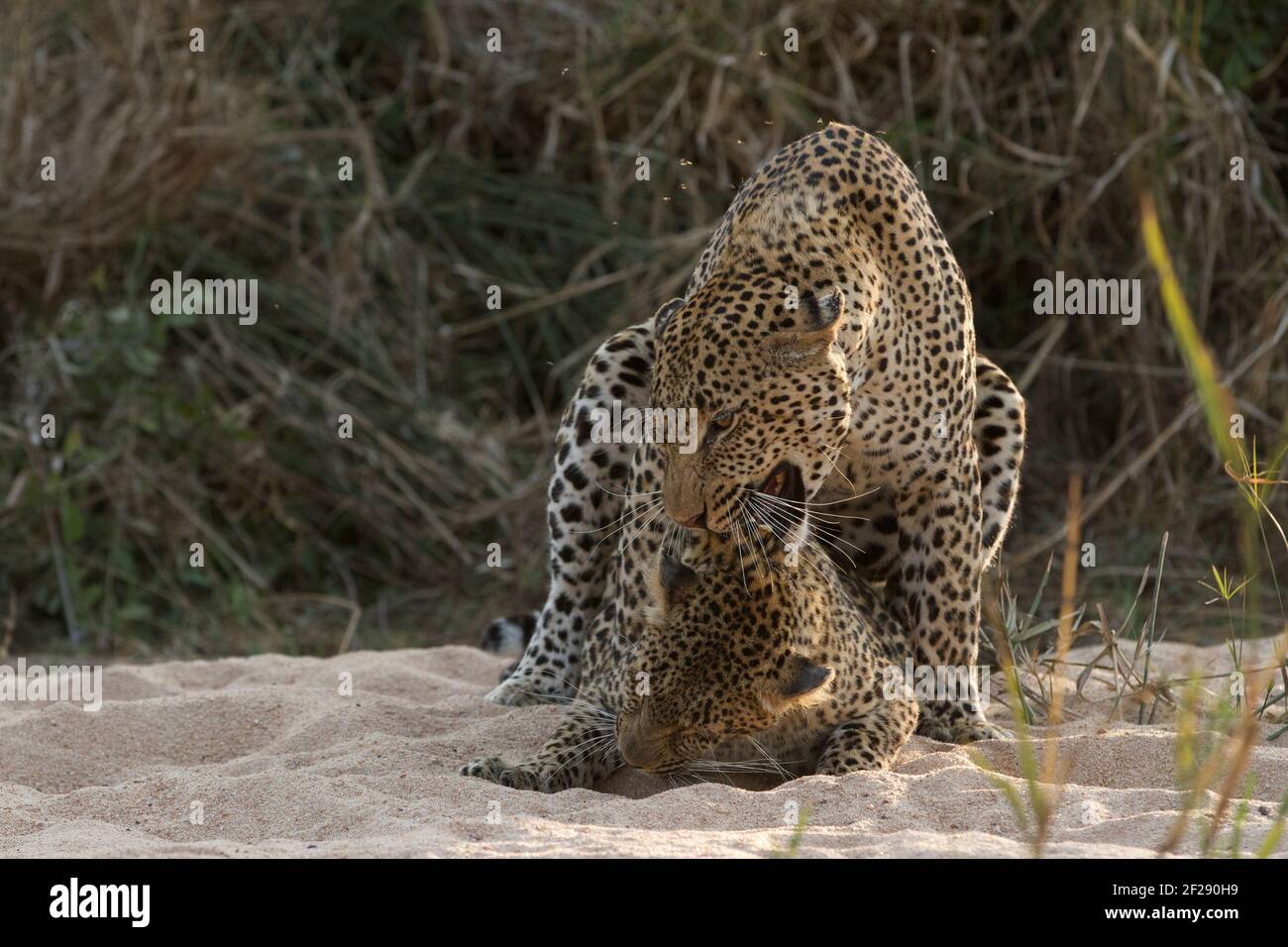 Lion And Leopard Mating