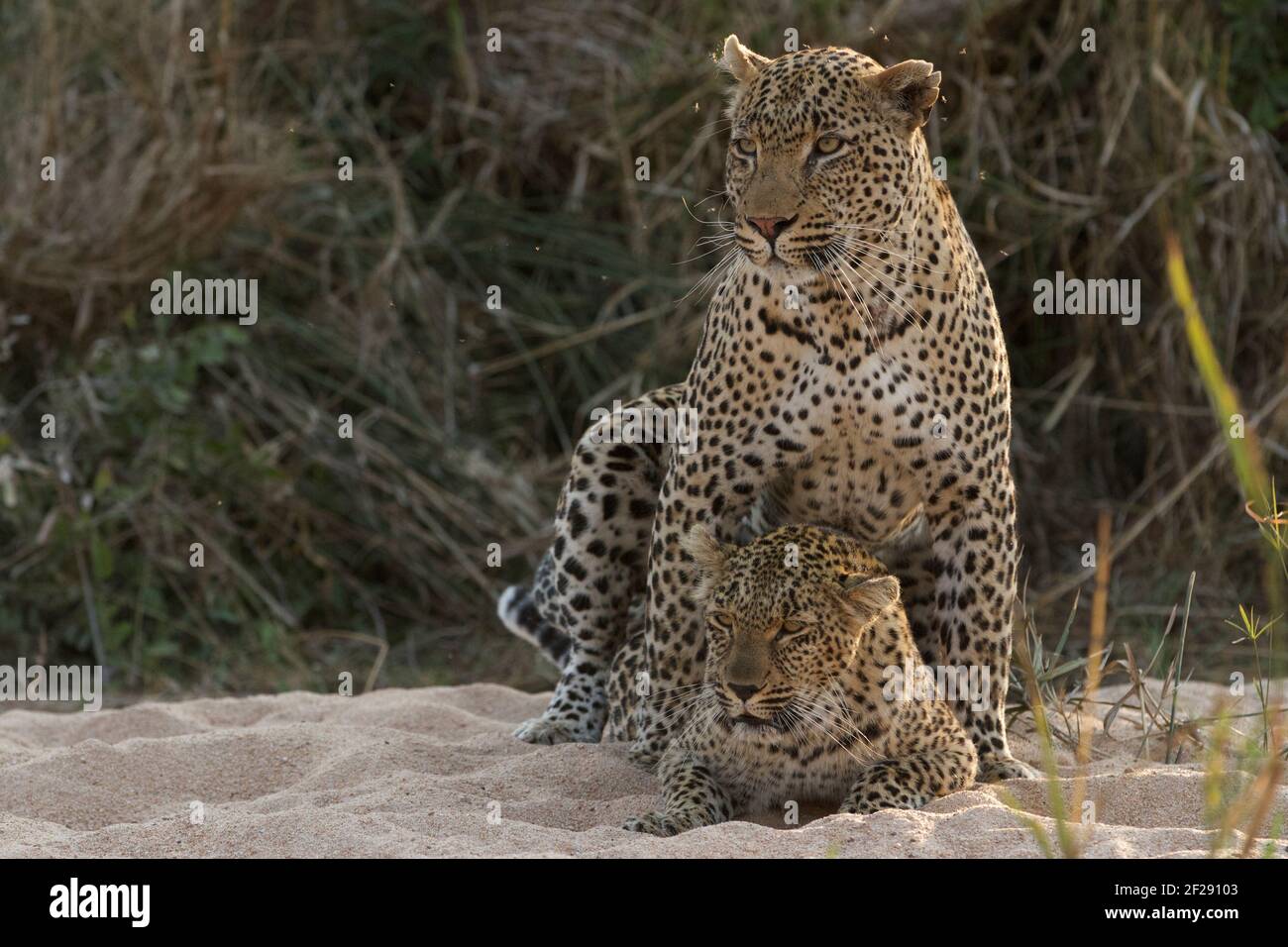 African leopard mating hi-res stock photography and images - Alamy