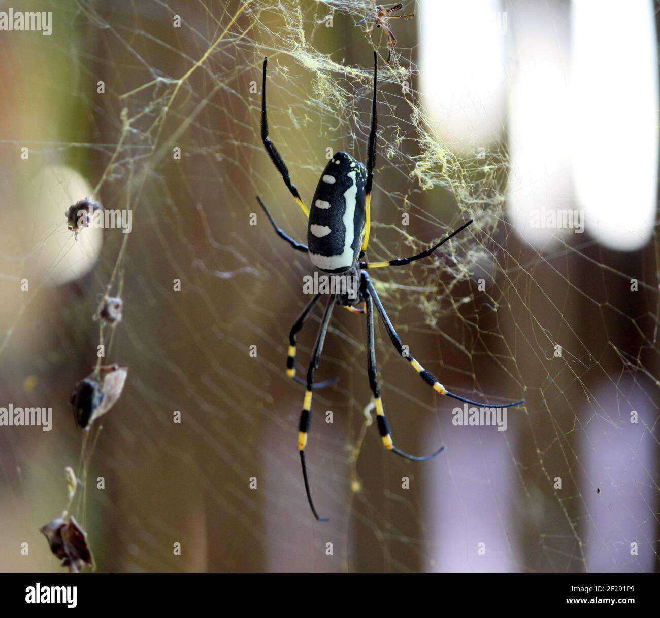 Giant Golden Orb-web Spider (Nephila pilipes) waiting for prey Stock ...