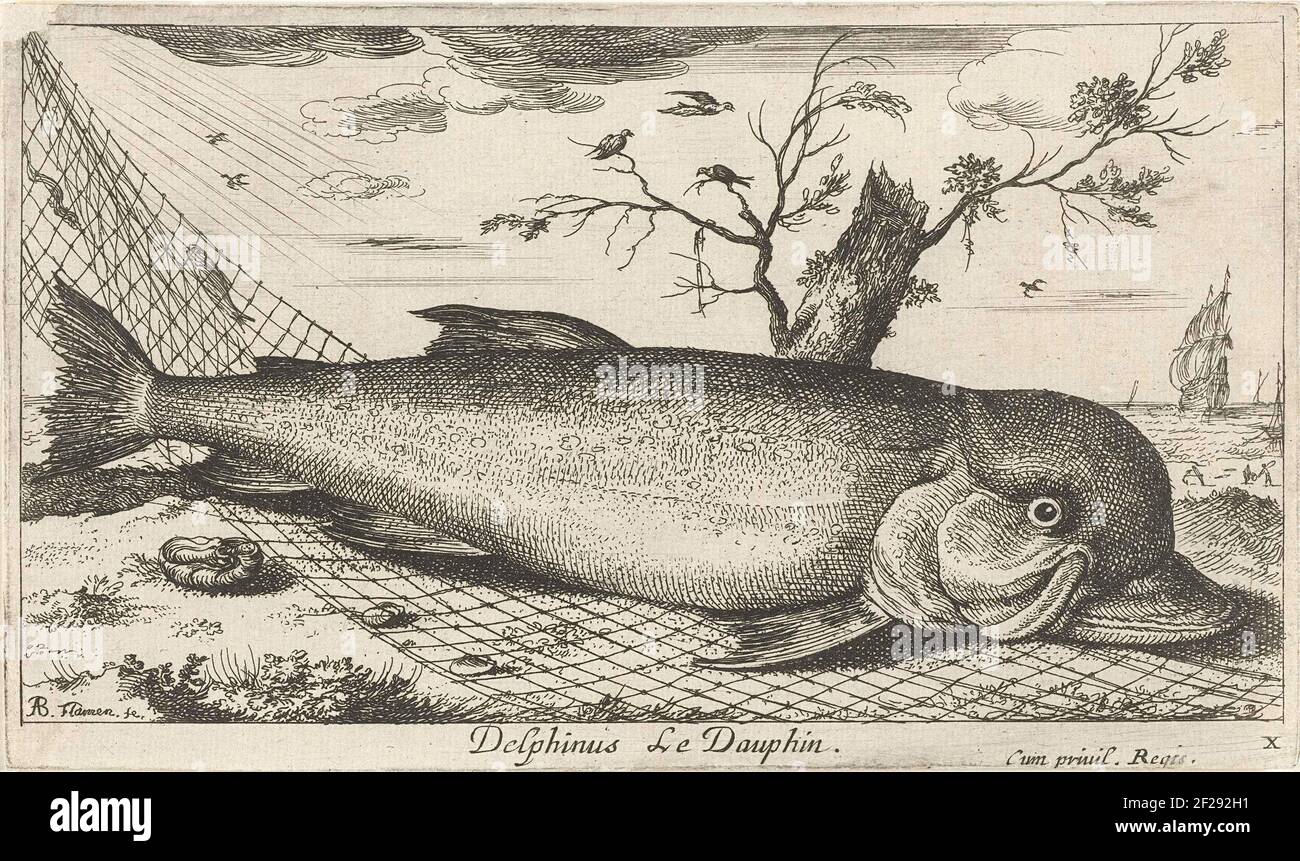 Dolphin in a fishing net; Delphinus Le Dauphin.; Fish and other marine ...