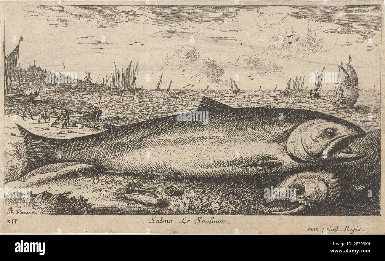Two salmon on the beach; Salmo. Le Saulmon; Fish and other marine ...