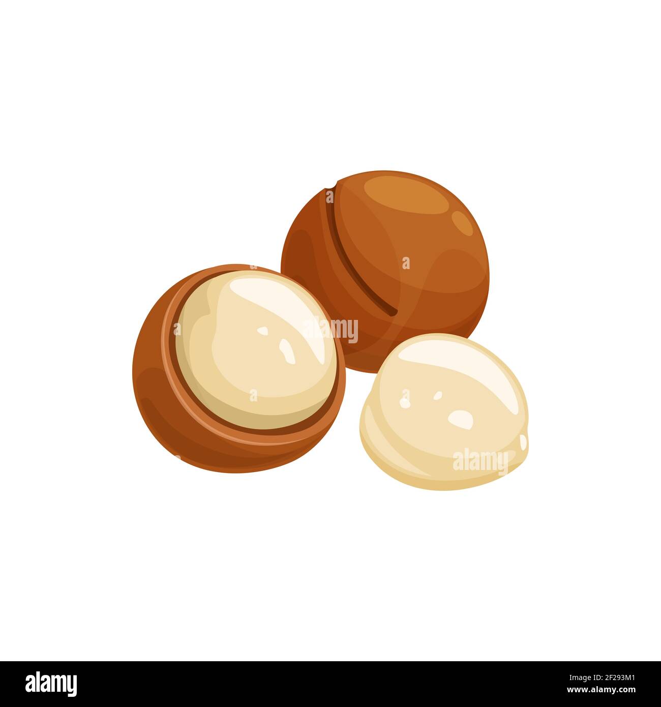 Macadamia nuts in shell and unshelled isolated cartoon queensland nuts ...