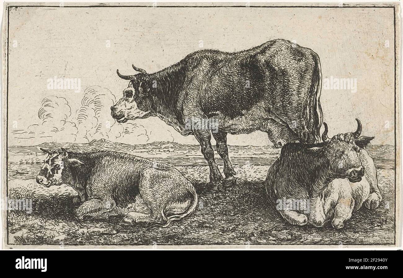 Bovine morphology hi-res stock photography and images - Alamy