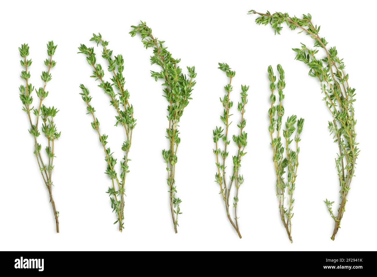 fresh thyme isolated on a white background with clipping path and full ...