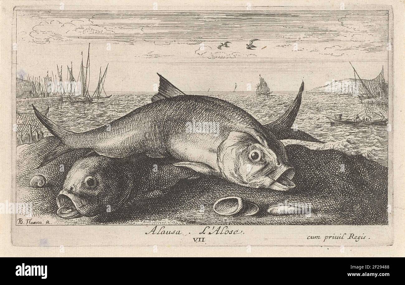 Beach alausa hi-res stock photography and images - Alamy