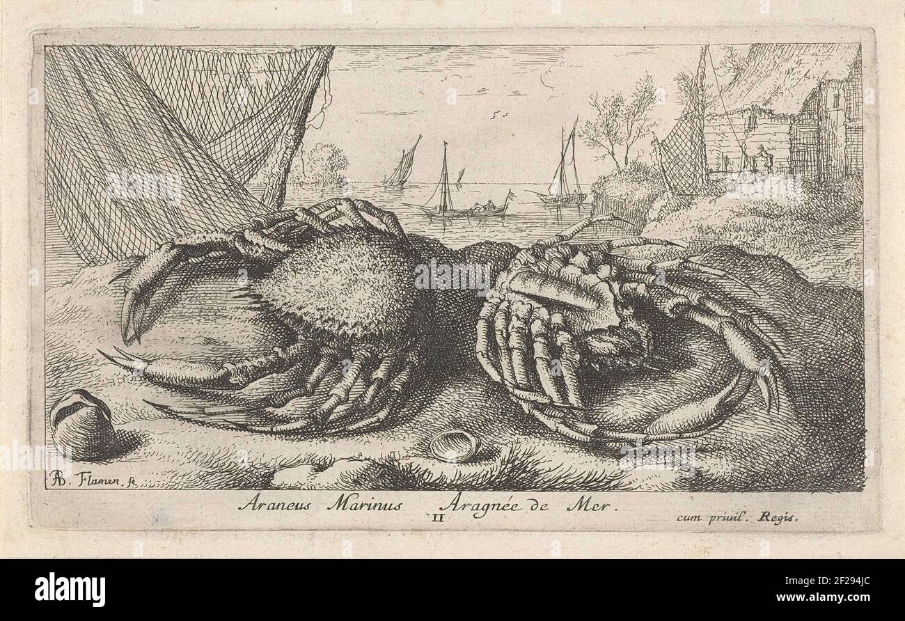 Two spawfalls at a fishing net; Araneus Marinus Arcagée de Mer; Fish ...