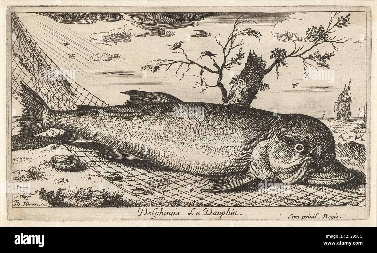 Dolphin in a fishing net; Delphinus Le Dauphin.; Fish and other marine ...
