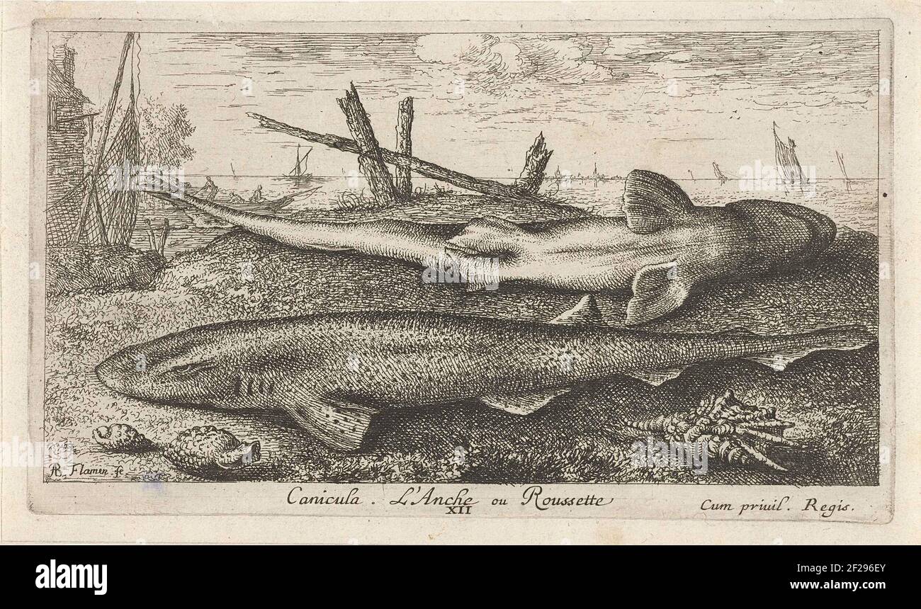 Two dog sharks on the beach; Canicula. L'Anche Ou Roussette; Fish and ...