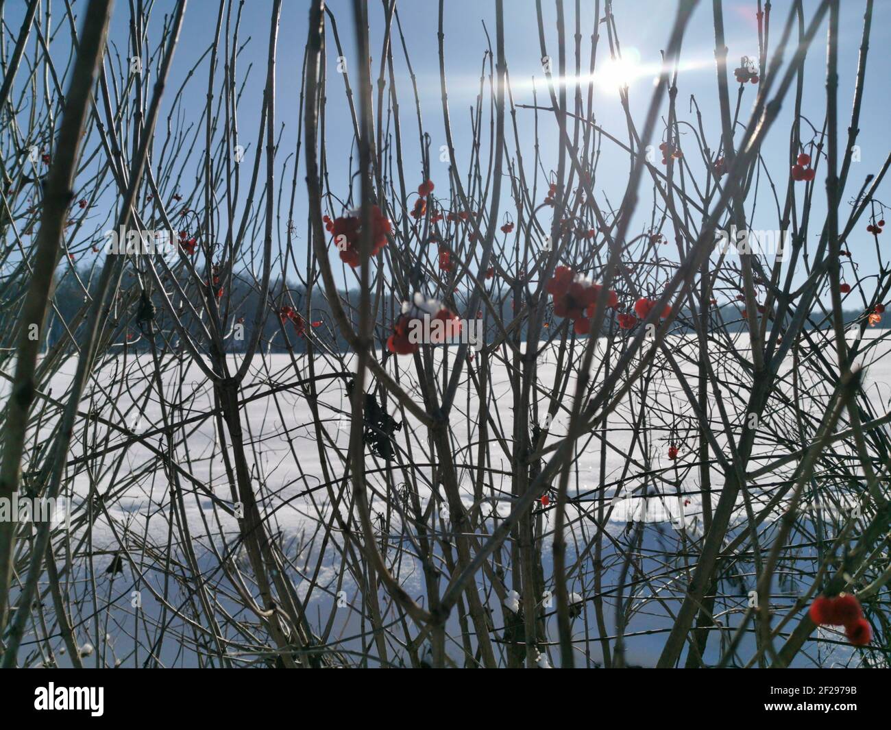 The branches of a rowan tree in a snowy field Stock Photo - Alamy