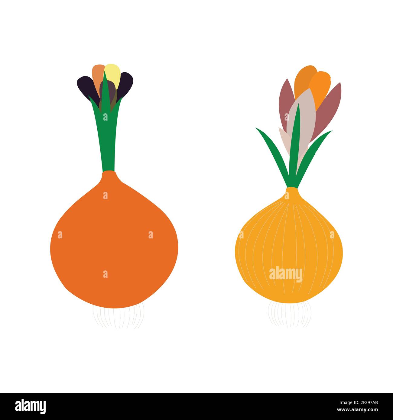 Whole red onion on Stock Vector Images - Alamy