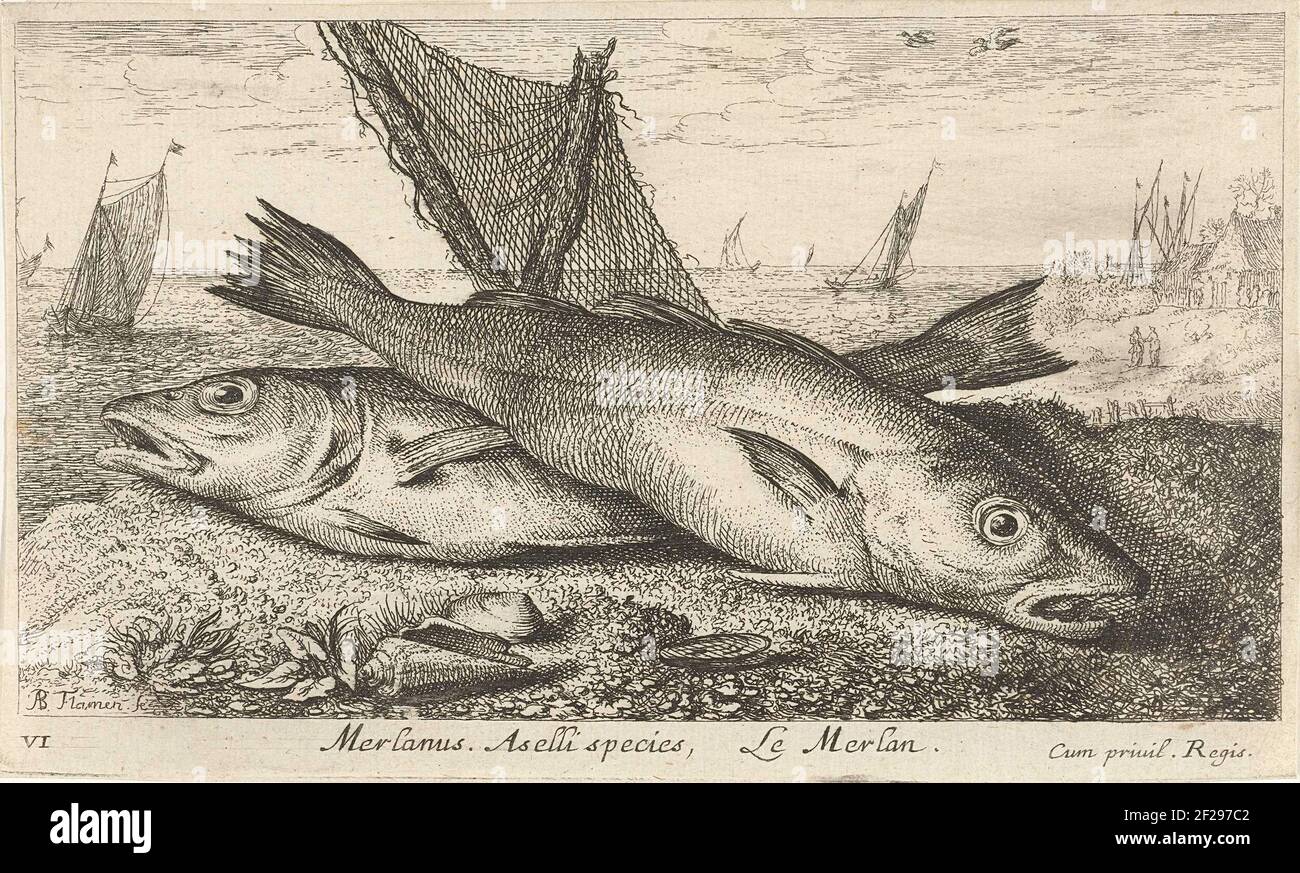 Two whiting on the beach; Merlanus. ASELLI Species, Le Merlan.; Fish ...