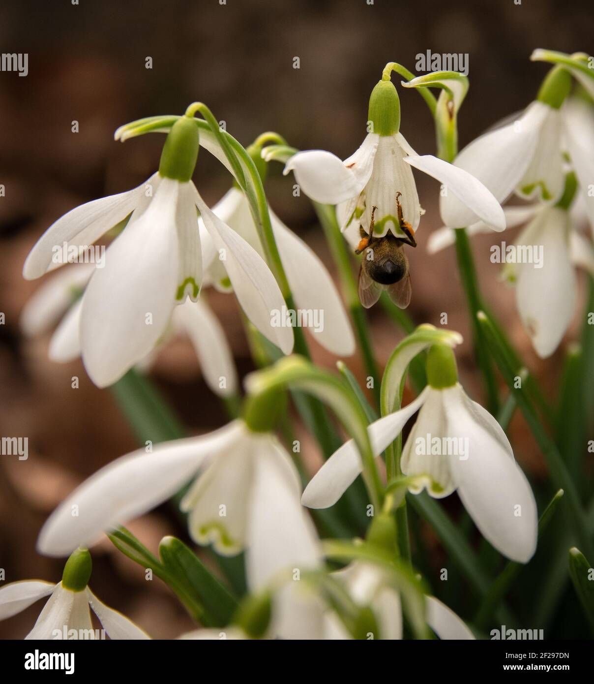 Little white flowers for the winter garden hi-res stock photography and ...