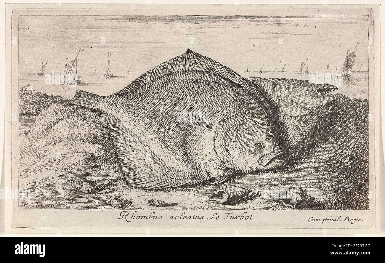 Two turbots on the beach; Rhombus acleatus. Le turbot.; Fish and other ...