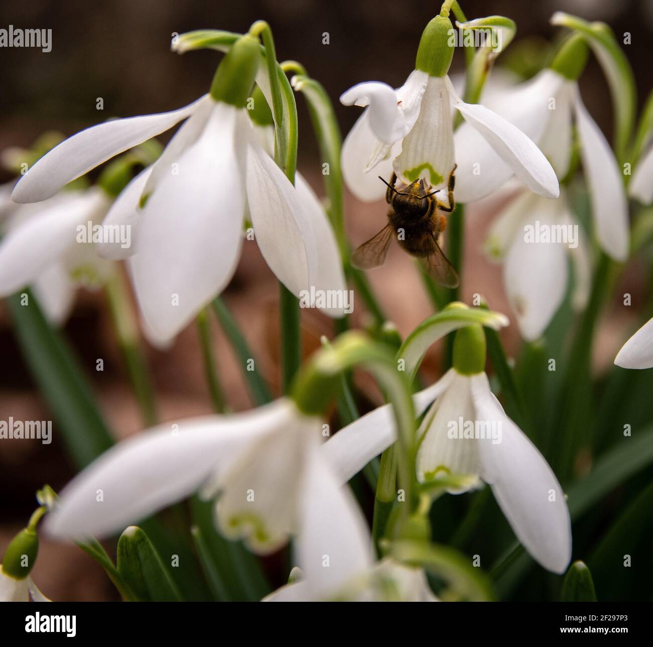 Lovely snowdrop hi-res stock photography and images - Alamy